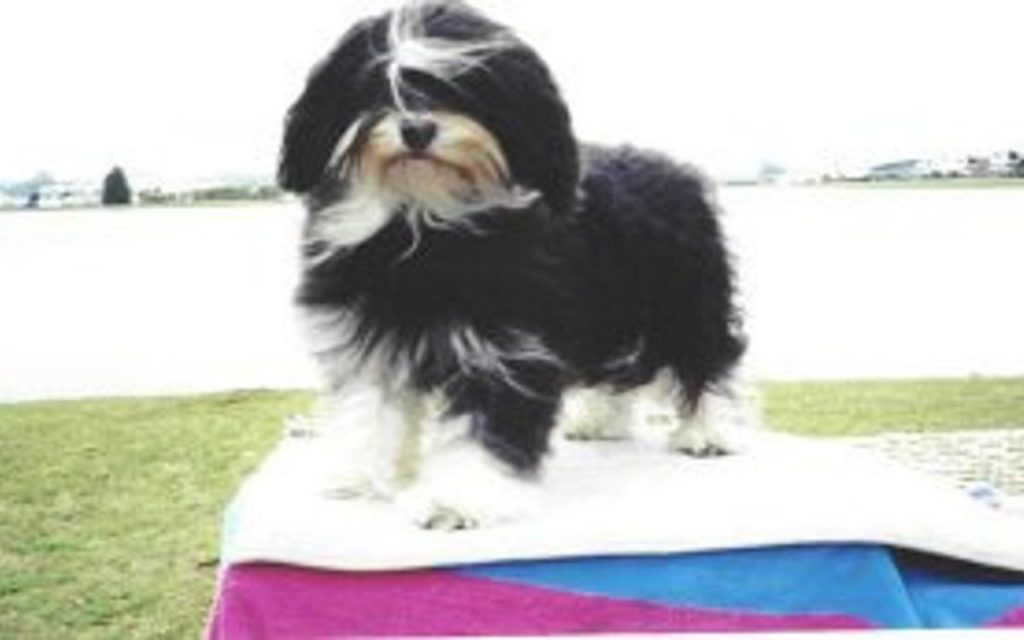 Show Dogs – Twins Havanese